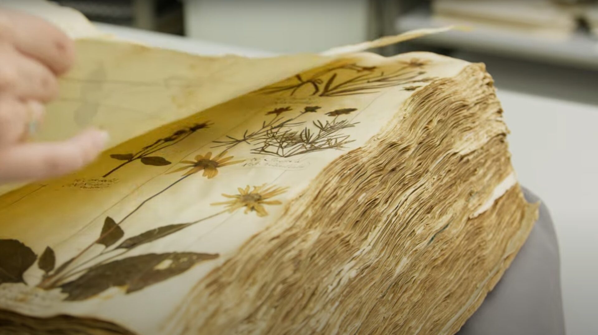 Allard Pierson | Herbarium gerestaureerd